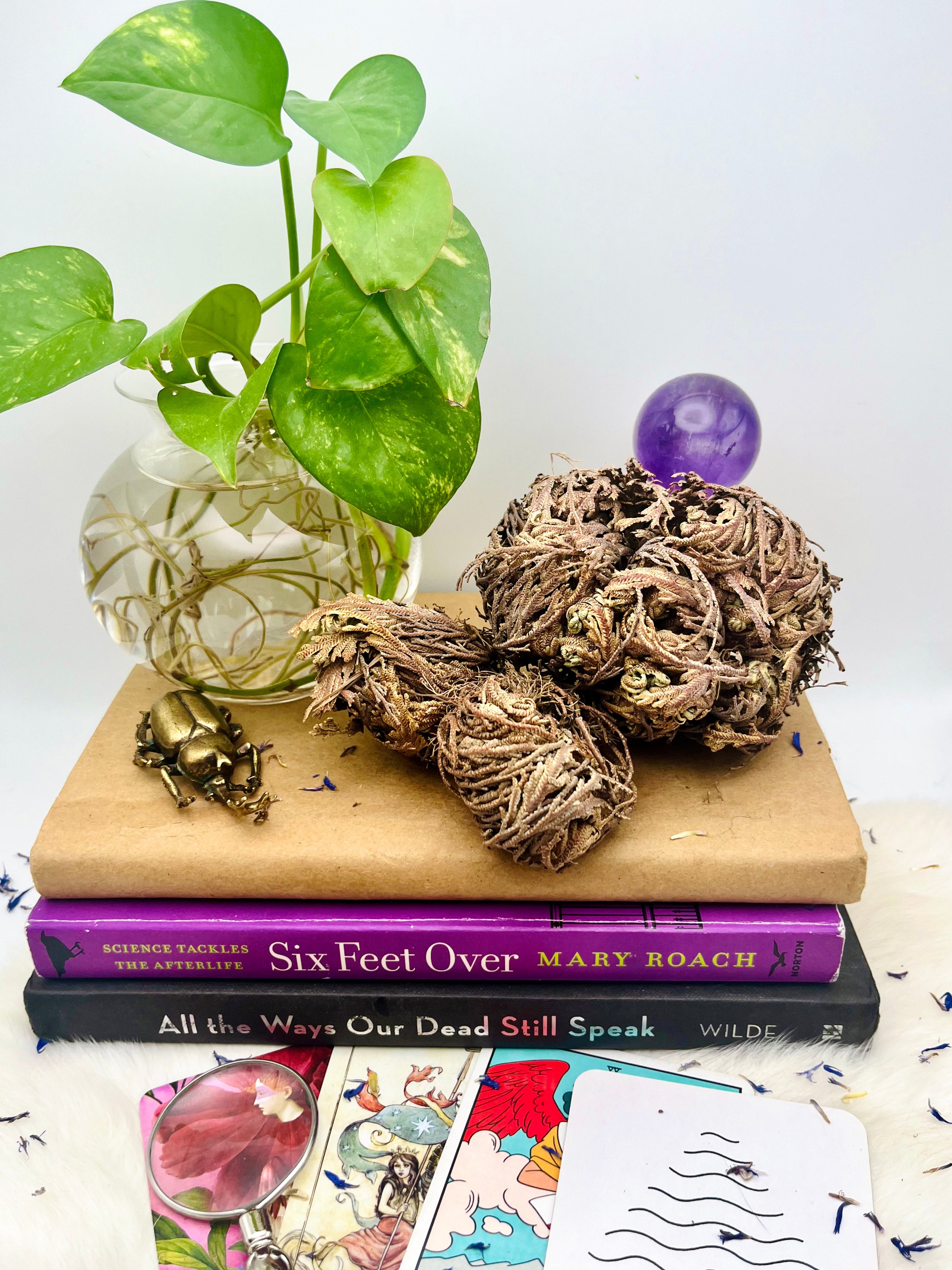 Resurrection Fern Magic Plant (Rose of Jericho) | CC Oddities by Cera