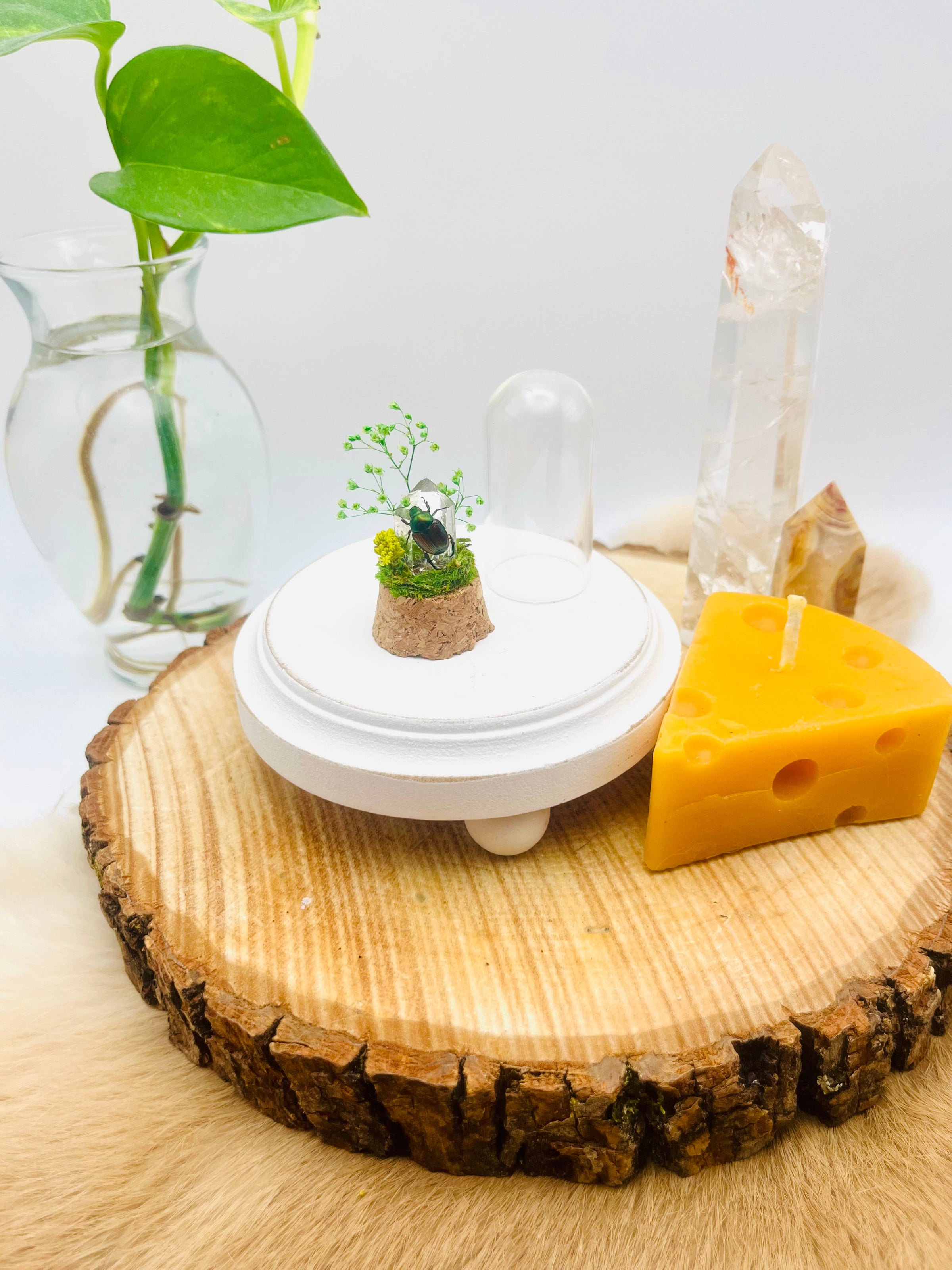 Japanese Beetle and Quartz Mini Curio Capsule